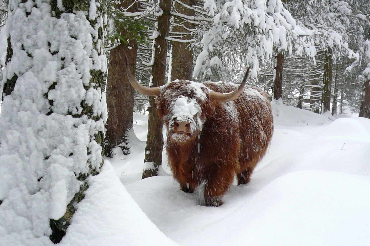 Hochlandrinder in Österreich - Der Zottl – ARGE Hochlandrind