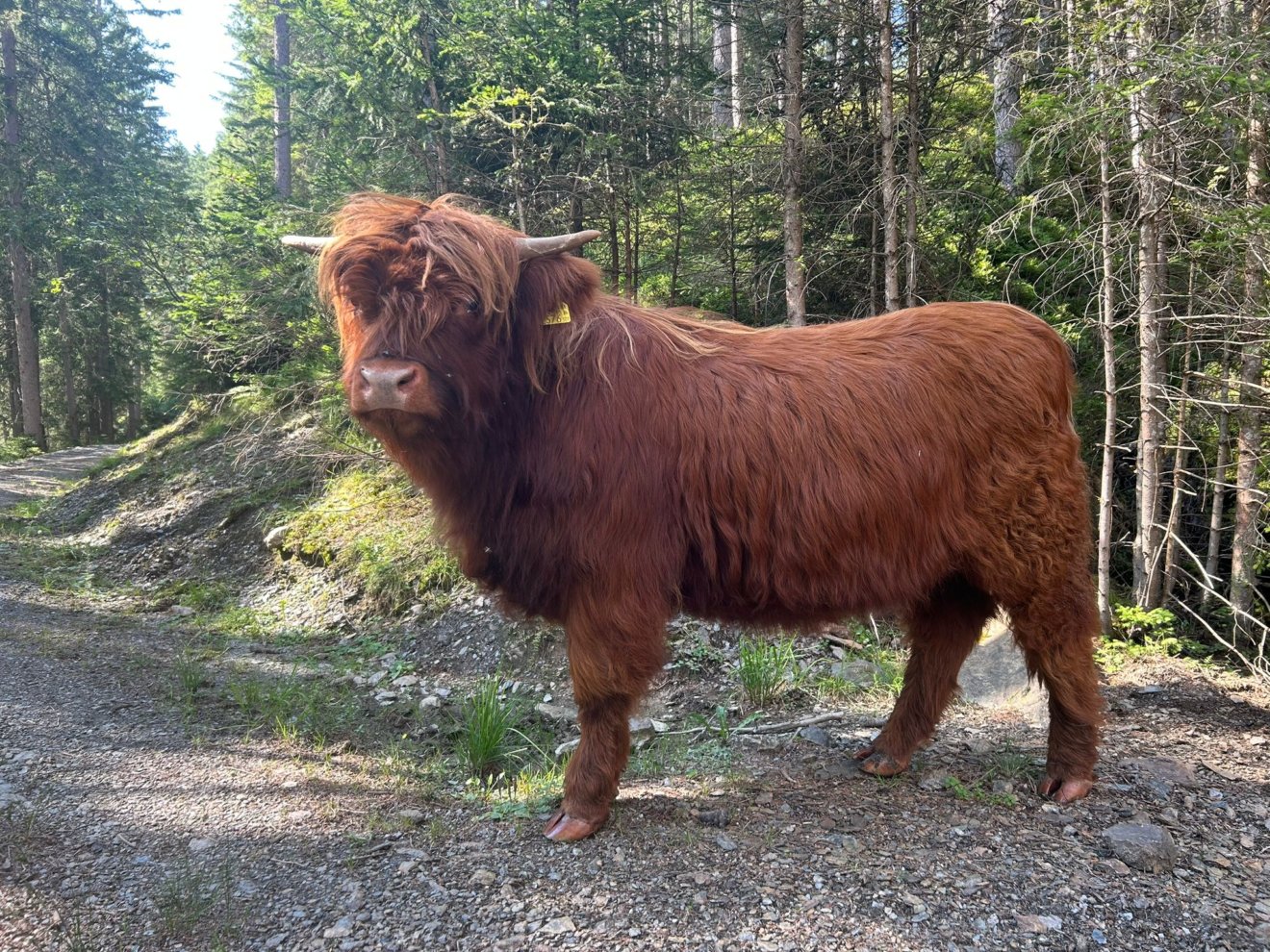 Kalbin aus 2024 zu verkaufen - Der Zottl – ARGE Hochlandrind